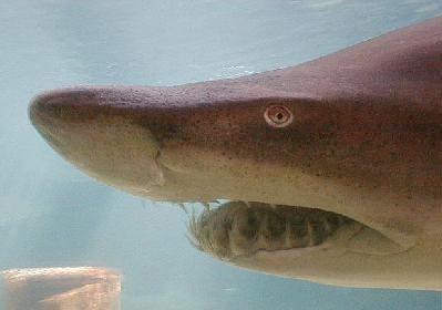 Aquarium - Watch Fish Swim In Various Tanks